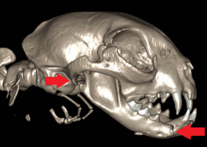 Jaw Fractures in Cats