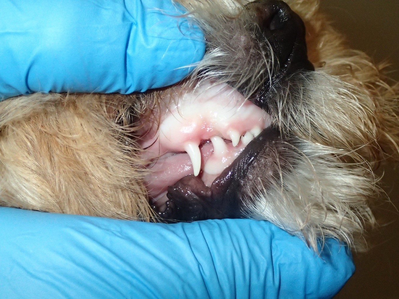 Puppy tooth (Baby Tooth) Malocclusion