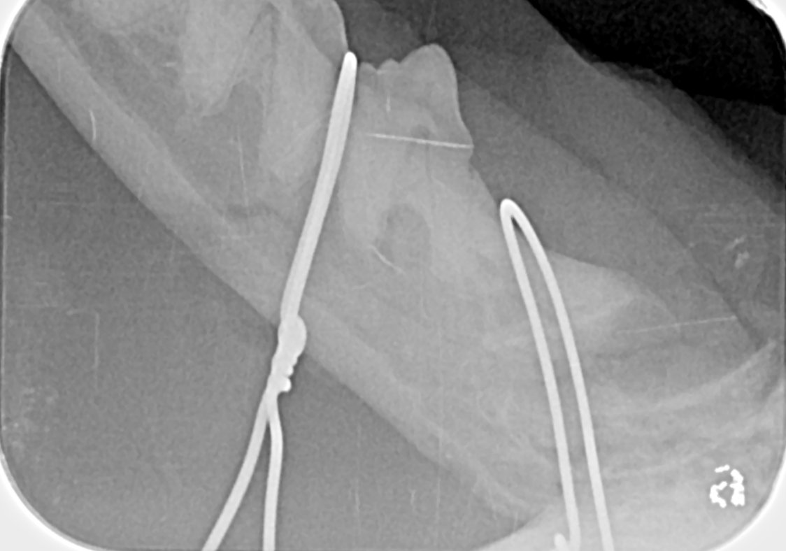 Jaw Fractures in Cats